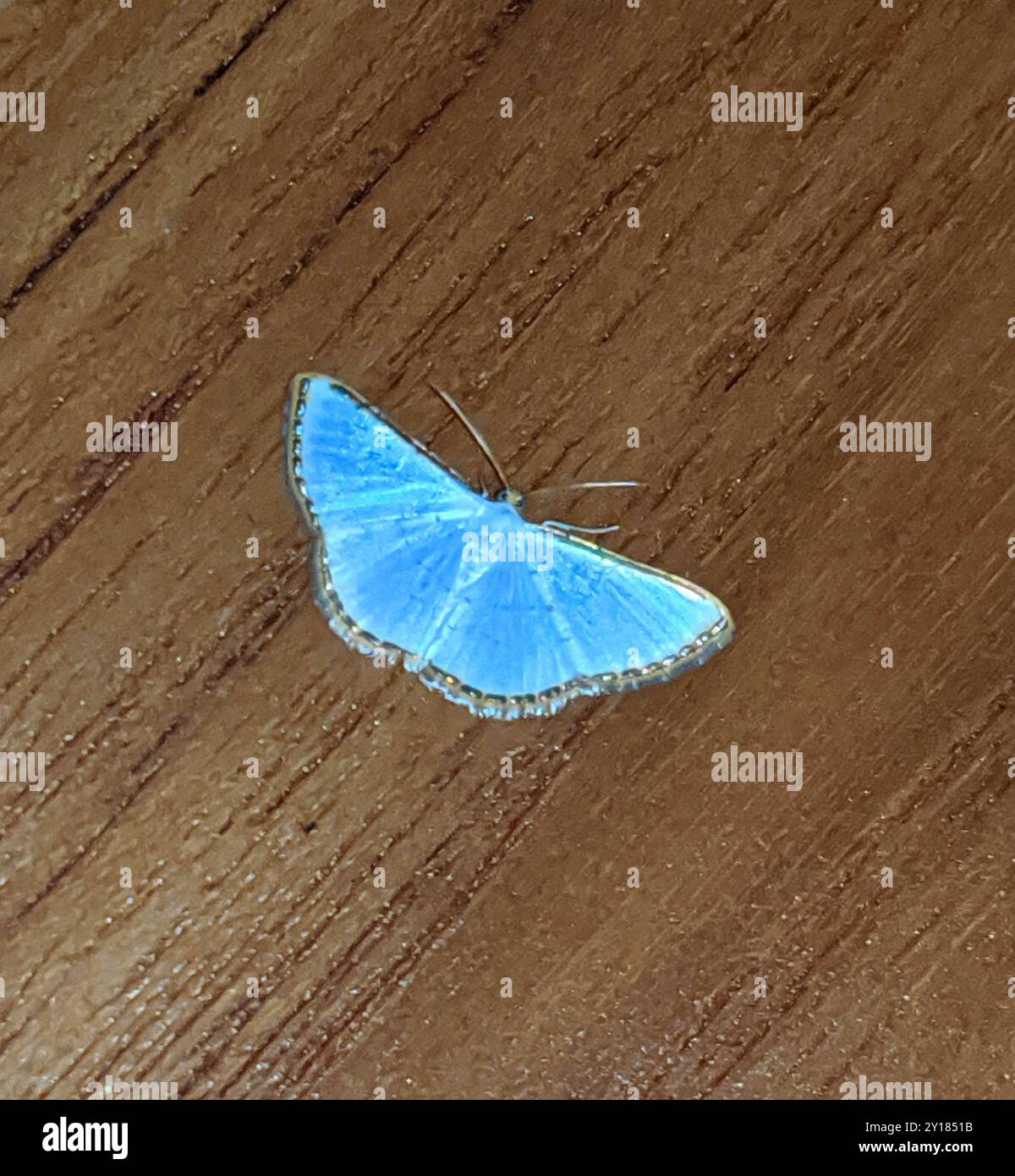 Fimbriaria hi-res stock photography and images - Alamy