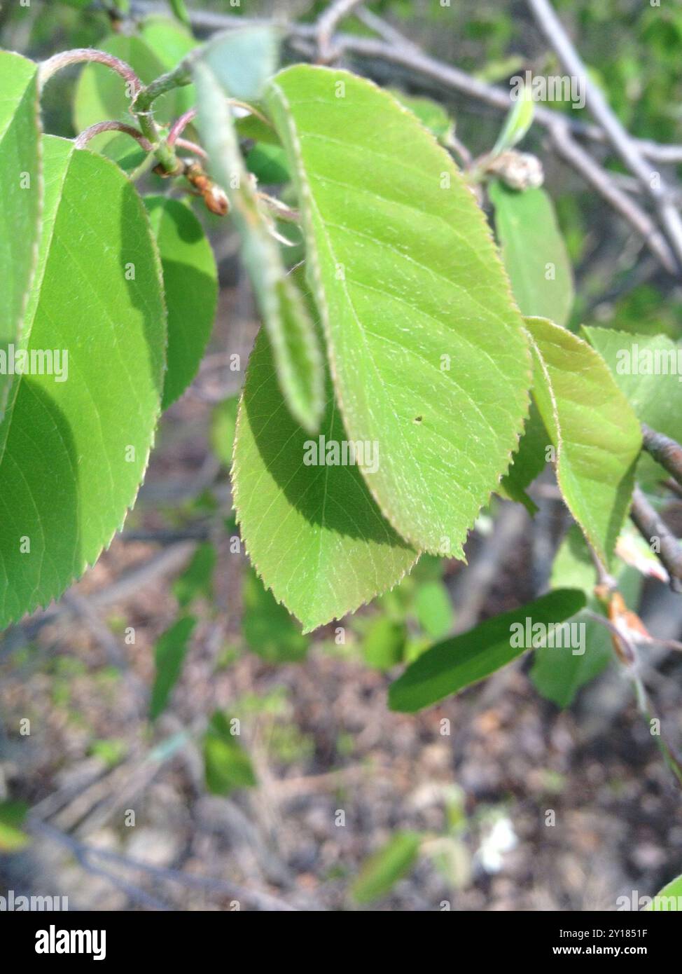 Running Serviceberry (Amelanchier stolonifera) Plantae Stock Photo - Alamy