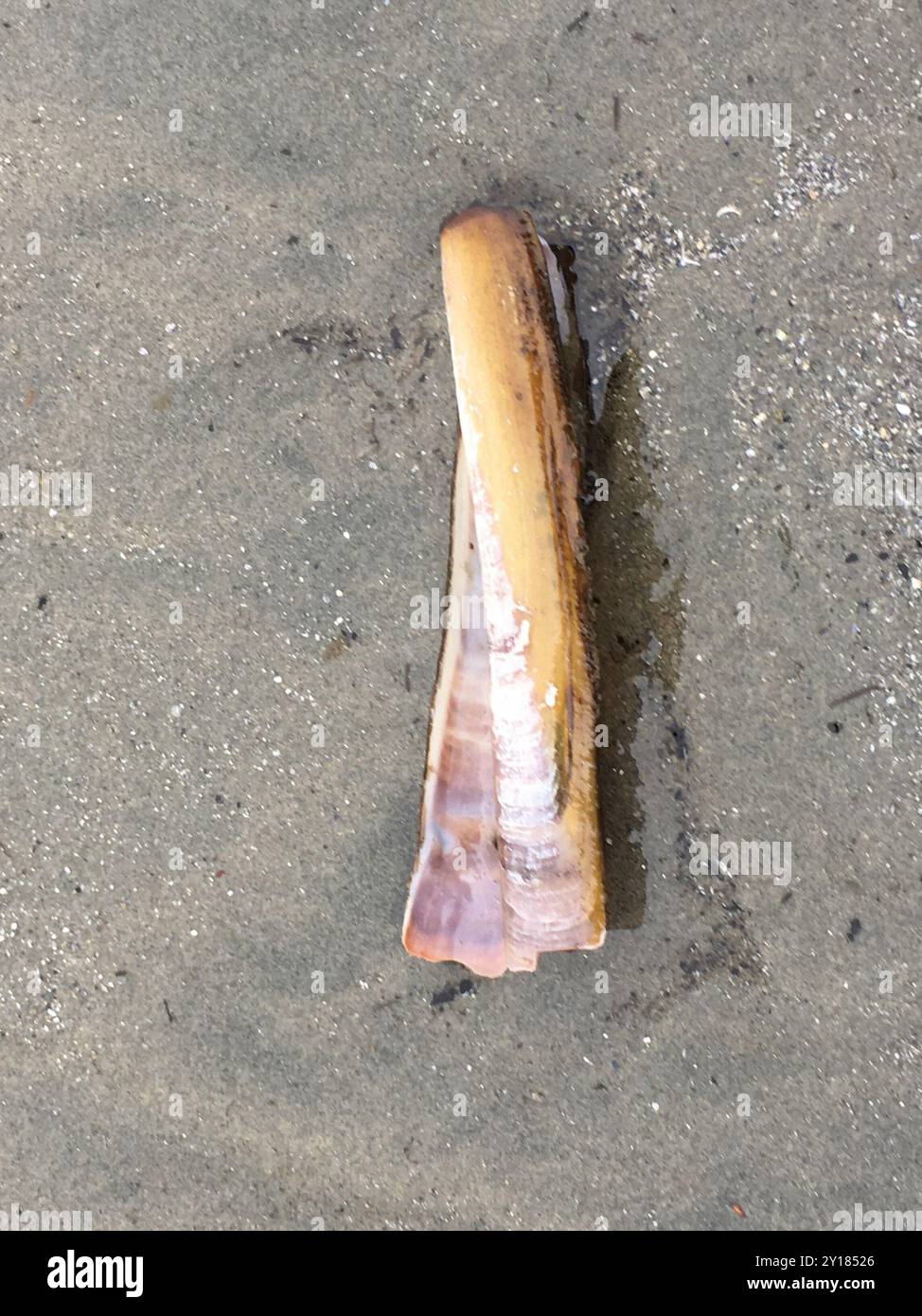 Ensis leei hi-res stock photography and images - Alamy