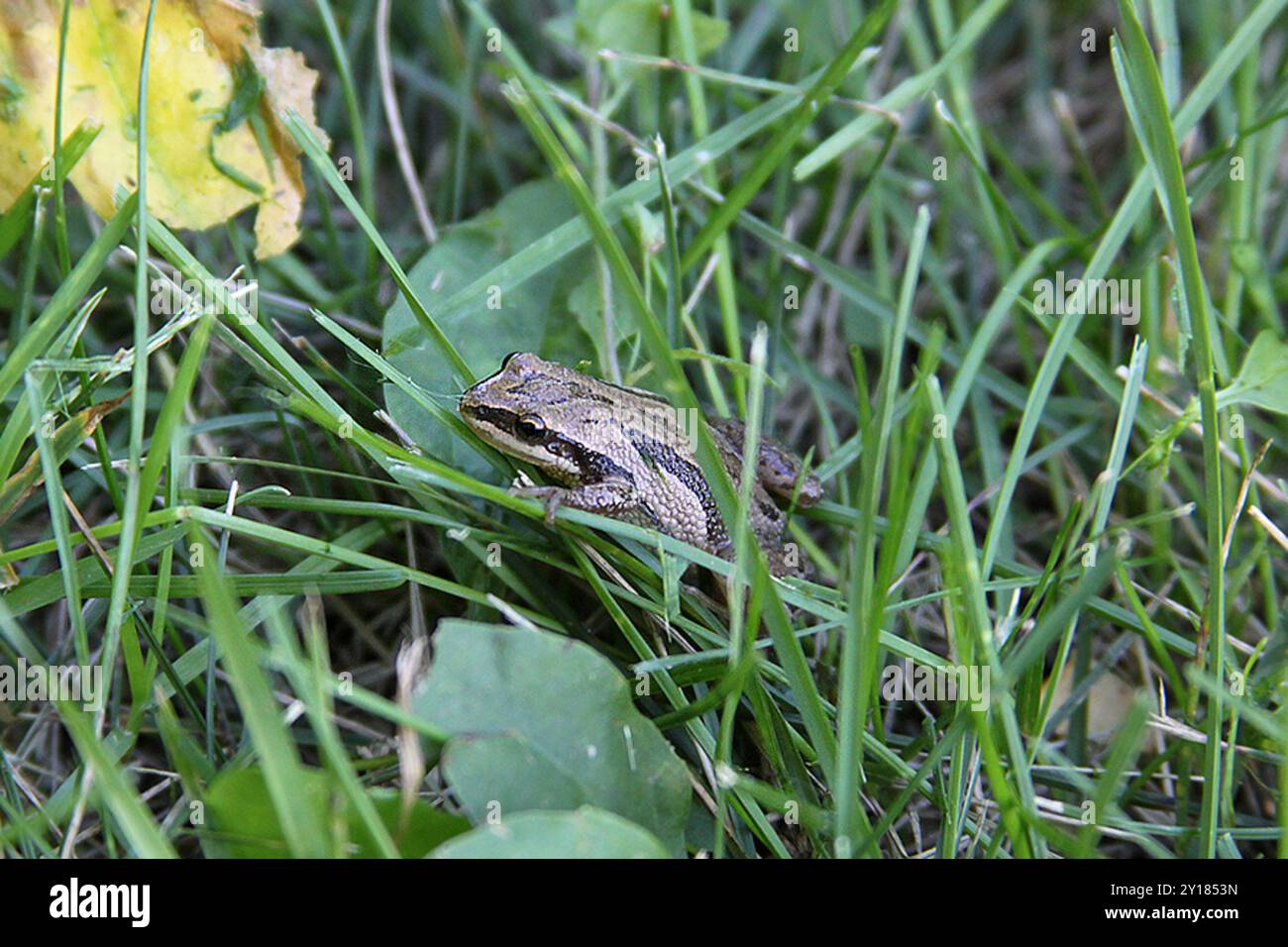 Boreal Chorus Frog (Pseudacris maculata) Amphibia Stock Photo - Alamy