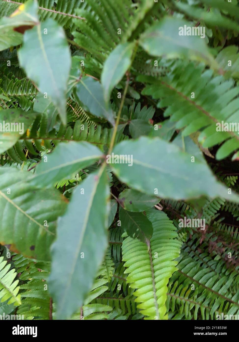 Red Currant-rhus (Searsia chirindensis) Plantae Stock Photo - Alamy
