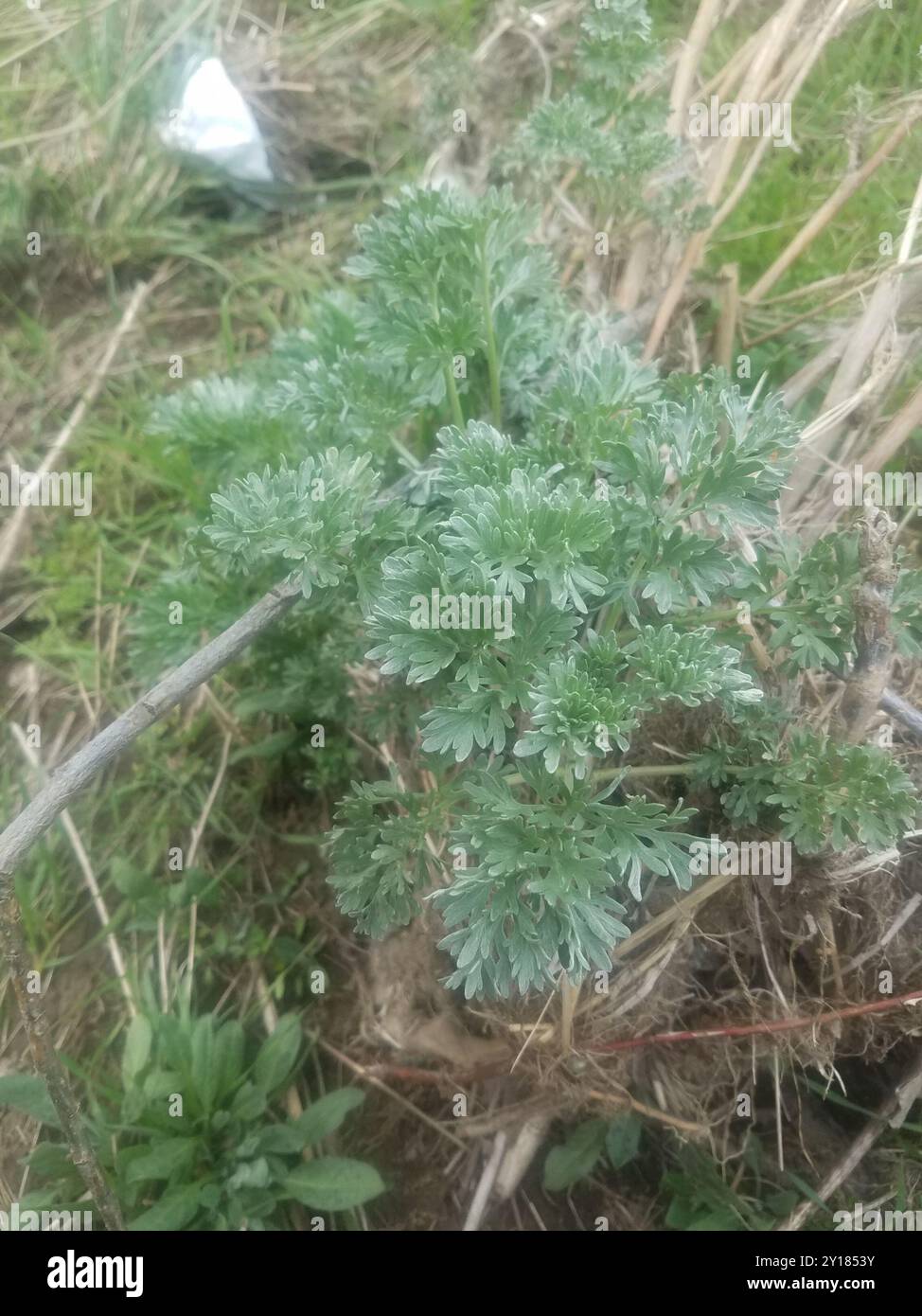 absinthe wormwood (Artemisia absinthium) Plantae Stock Photo - Alamy