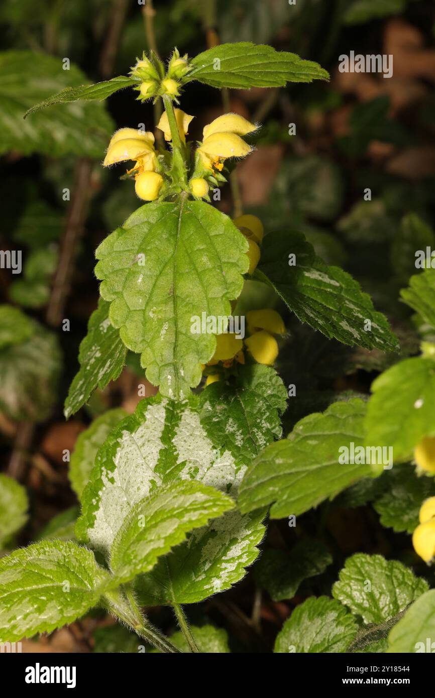 Variegated Yellow Archangel (Lamium galeobdolon argentatum) Plantae ...