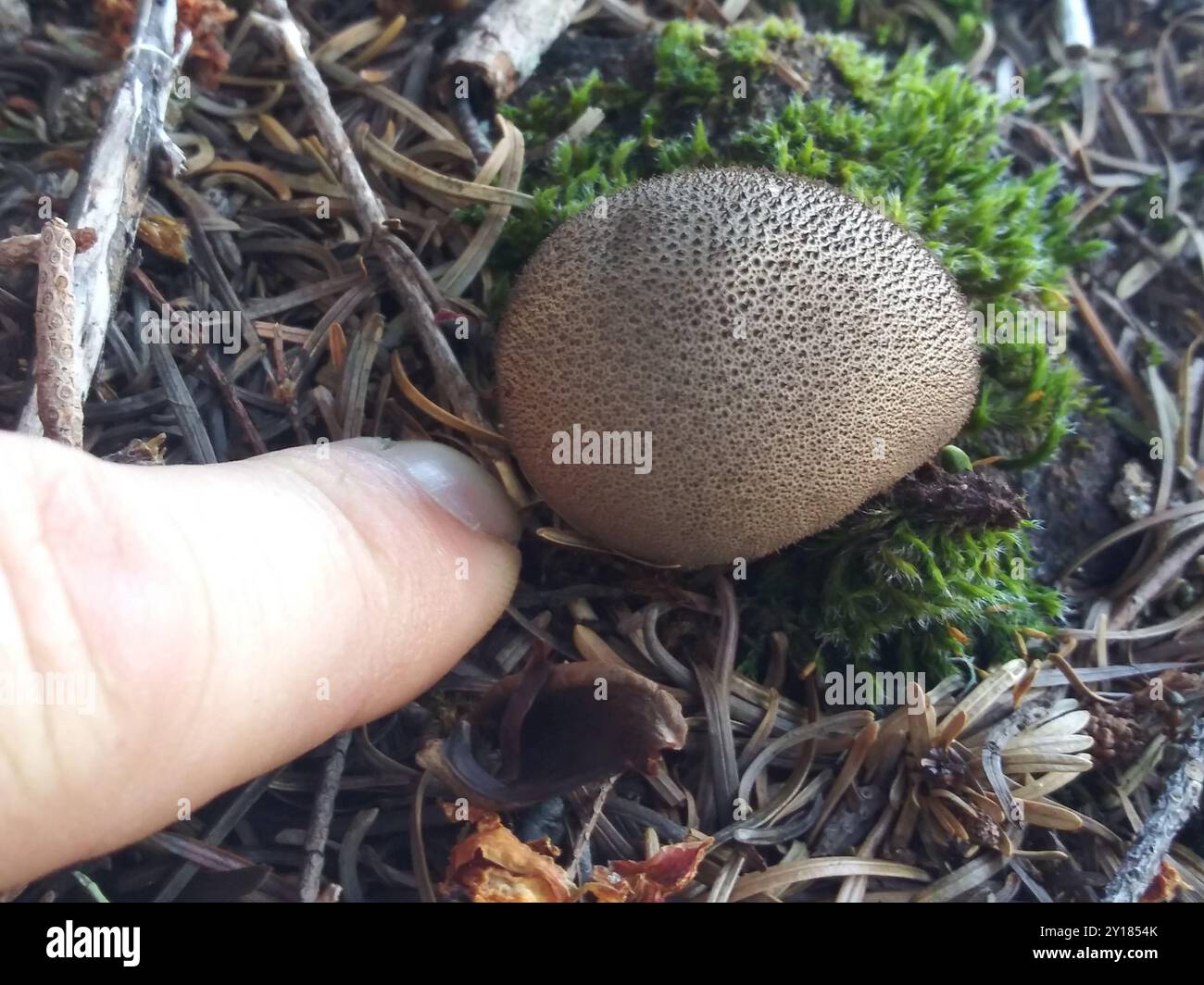 puffballs (Lycoperdaceae) Fungi Stock Photo - Alamy