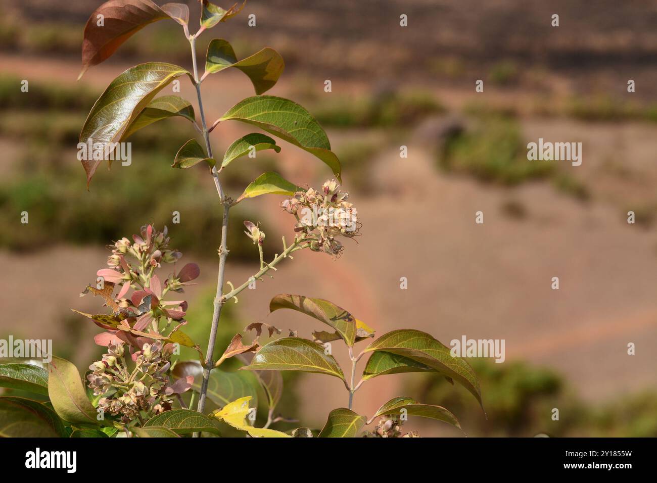 Hiptage (Hiptage benghalensis) Plantae Stock Photo - Alamy