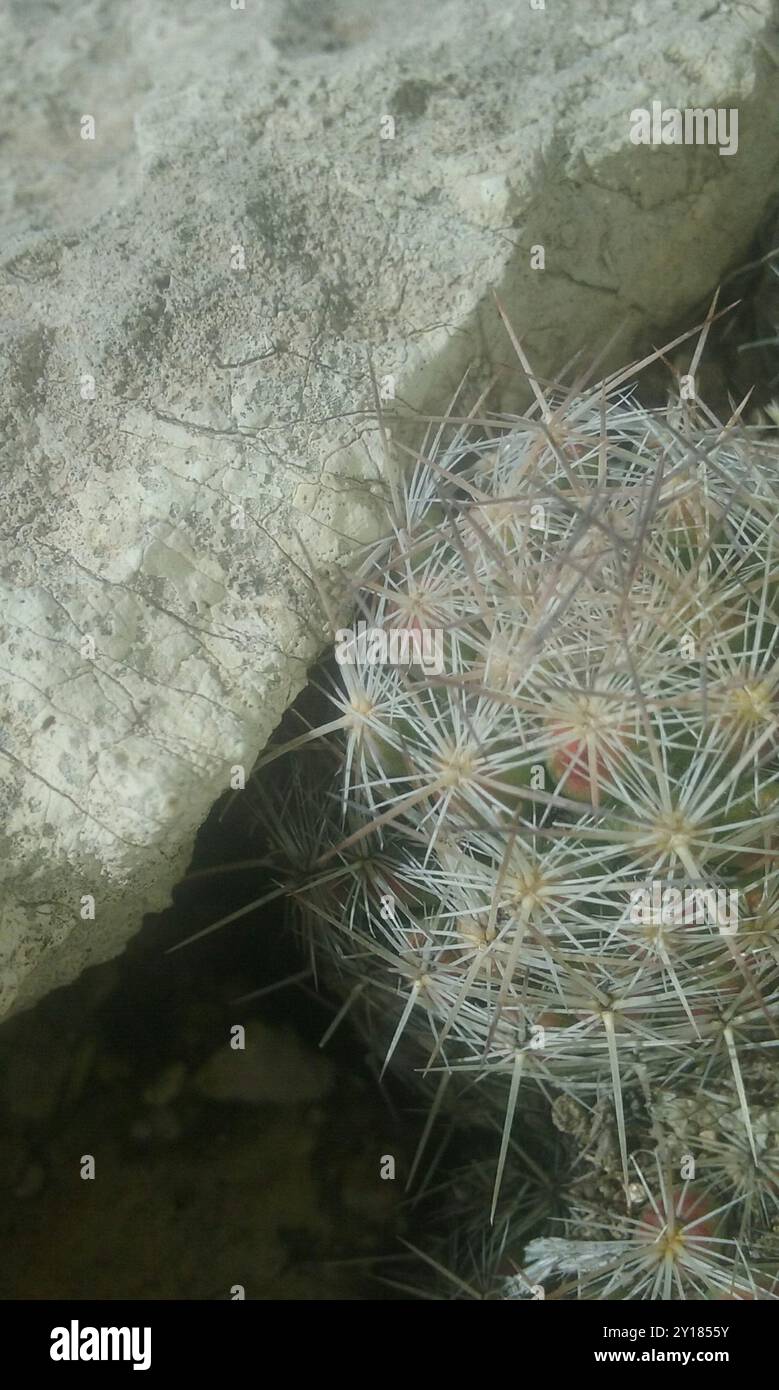 Whitecolumn Foxtail Cactus (Escobaria tuberculosa) Plantae Stock Photo ...