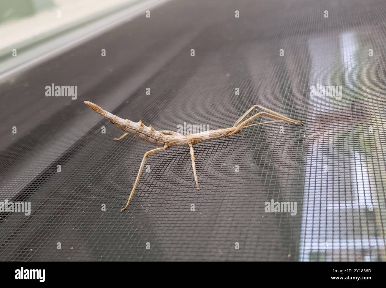 Stick Insects (Phasmida) Insecta Stock Photo - Alamy