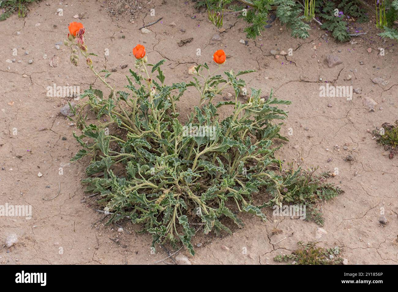 spear globemallow (Sphaeralcea hastulata) Plantae Stock Photo - Alamy