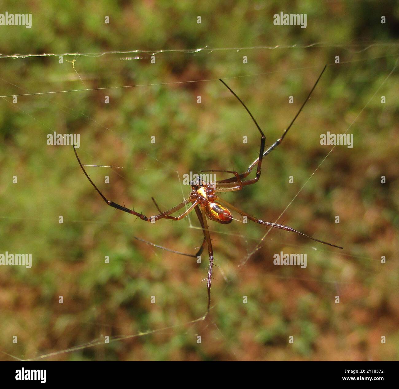 banded-legged golden orb-web spider (Trichonephila senegalensis ...