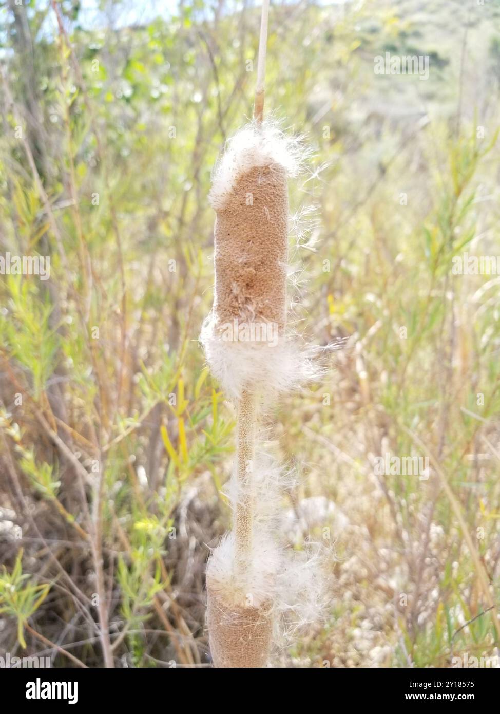 southern cattail (Typha domingensis) Plantae Stock Photo - Alamy