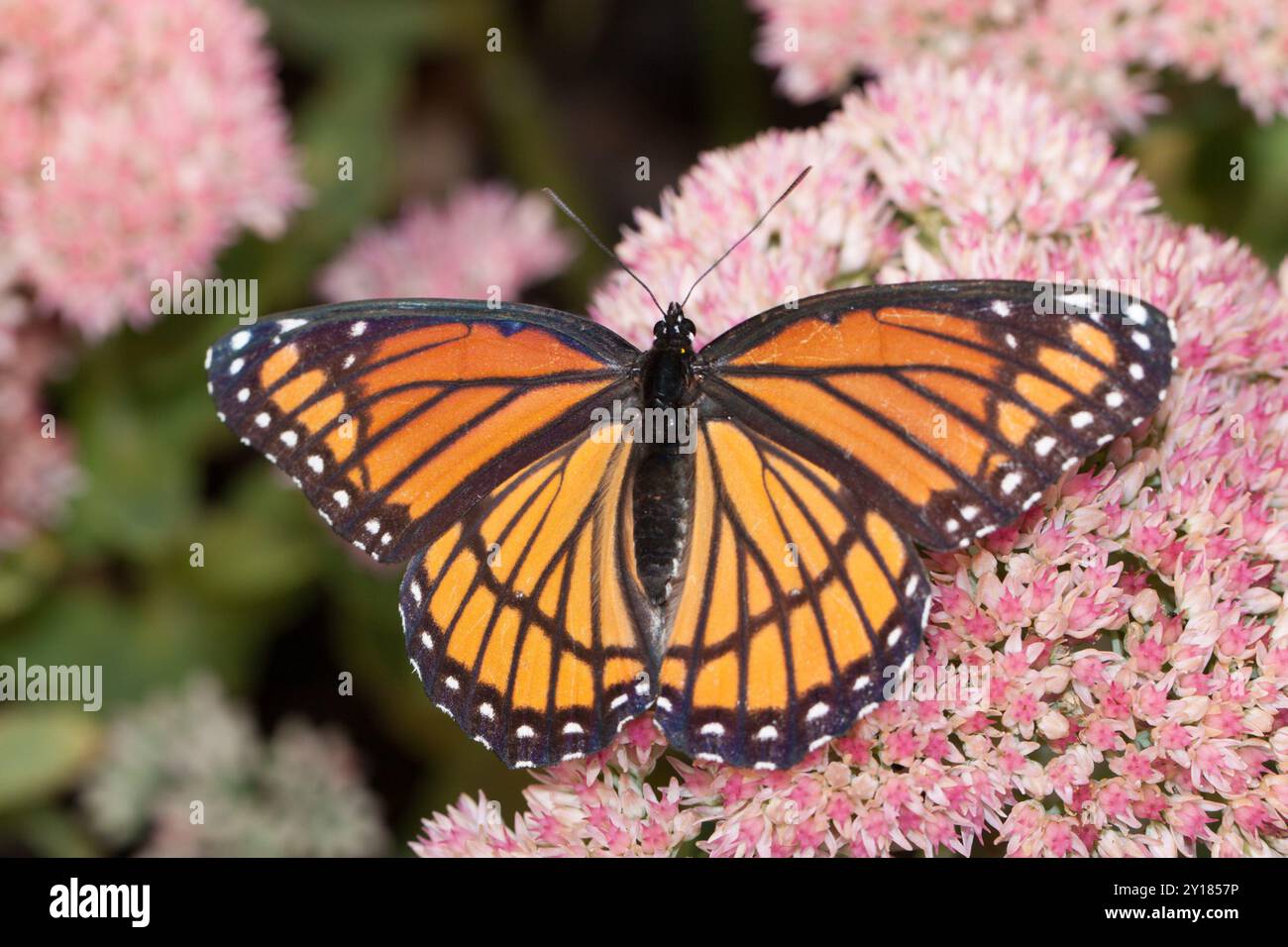 Viceroy (Limenitis archippus) Insecta Stock Photo - Alamy