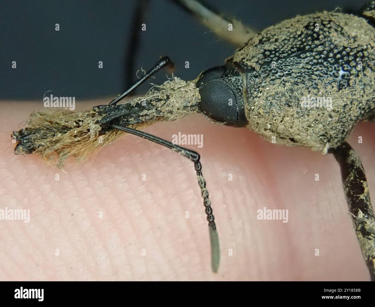 Bearded Weevil (Rhinostomus barbirostris) Insecta Stock Photo - Alamy