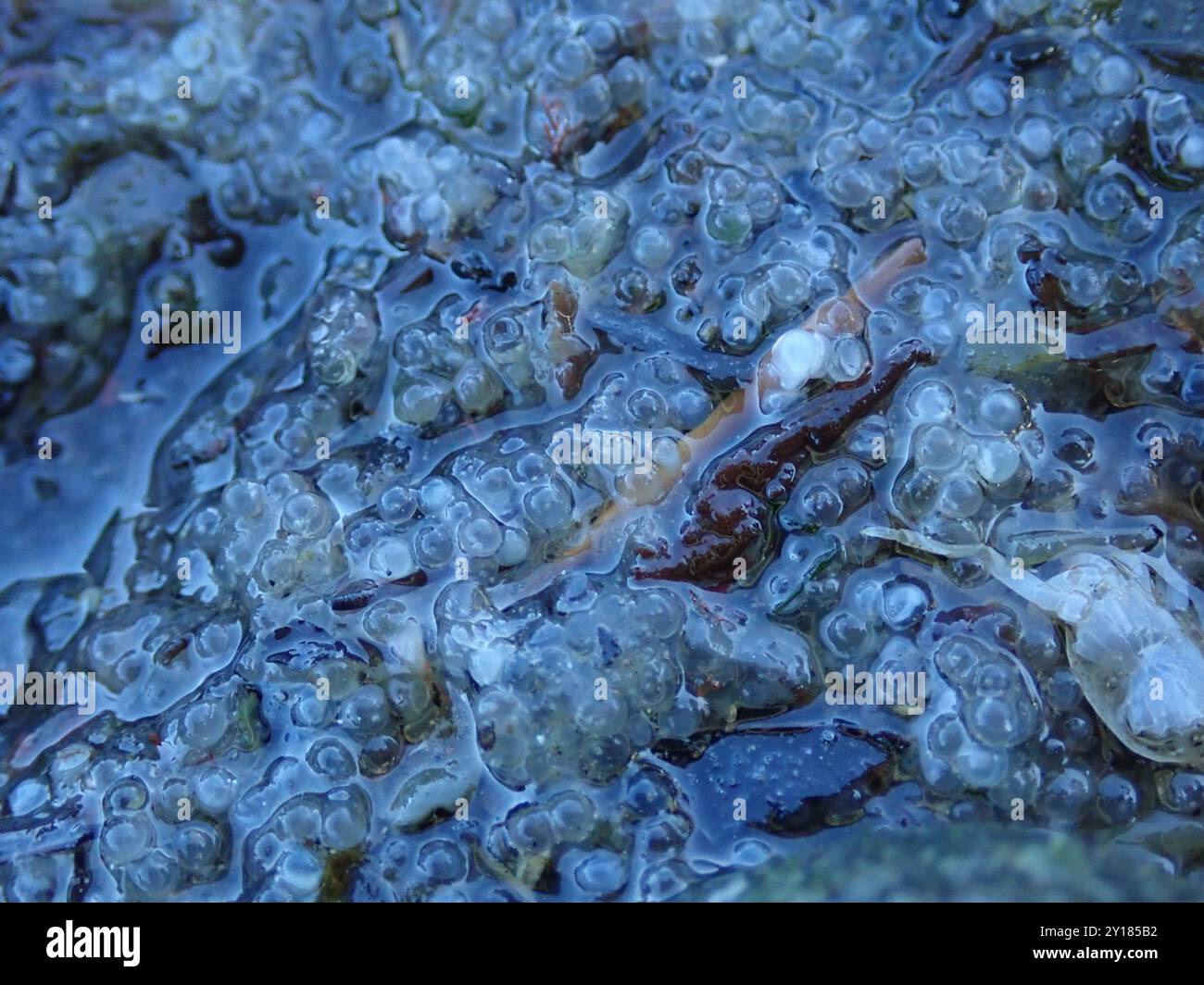 Pacific Herring (Clupea pallasii) Actinopterygii Stock Photo - Alamy