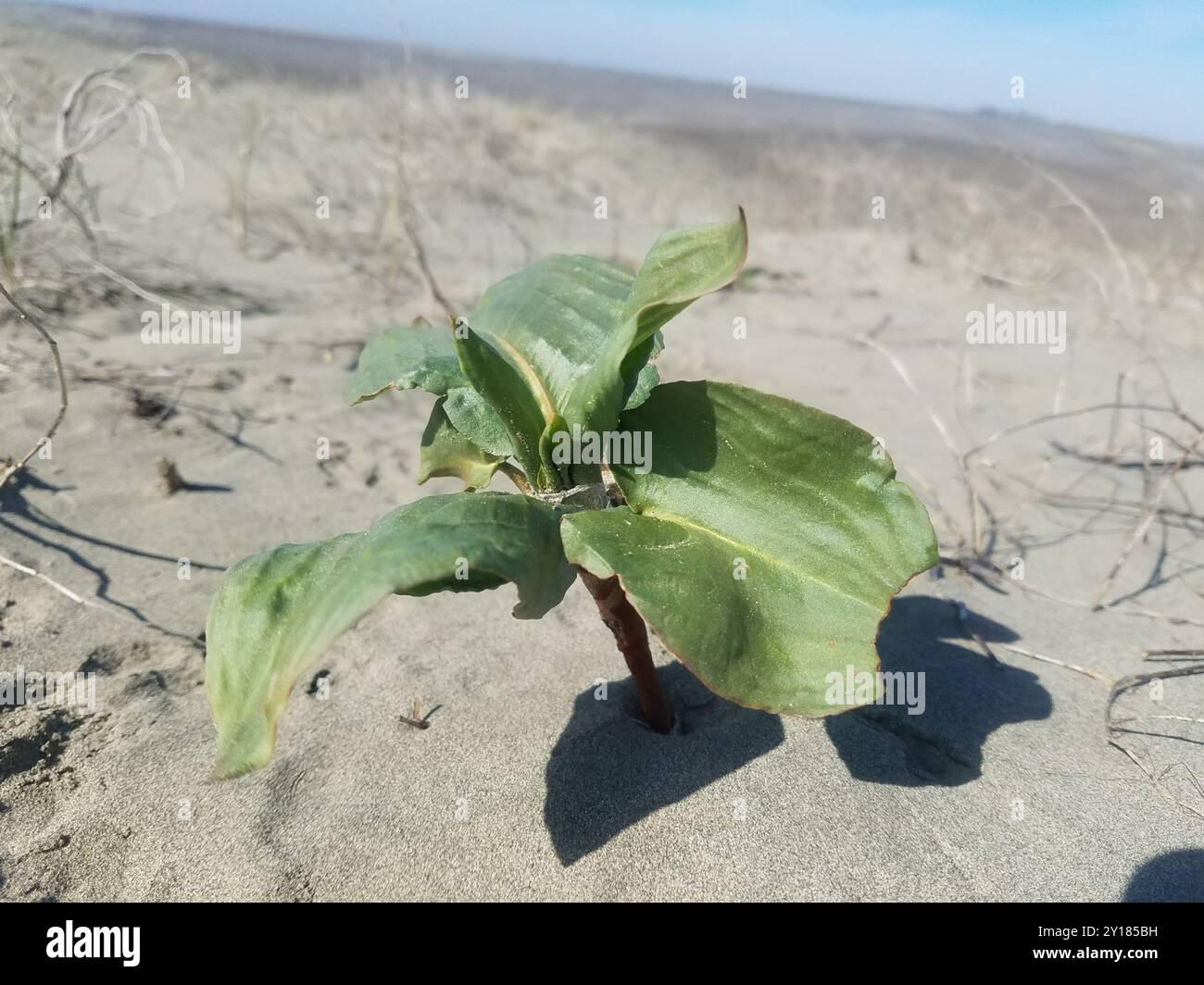 winged dock (Rumex venosus) Plantae Stock Photo - Alamy