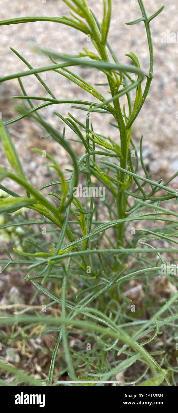 Cheesebush (Ambrosia salsola) Plantae Stock Photo - Alamy
