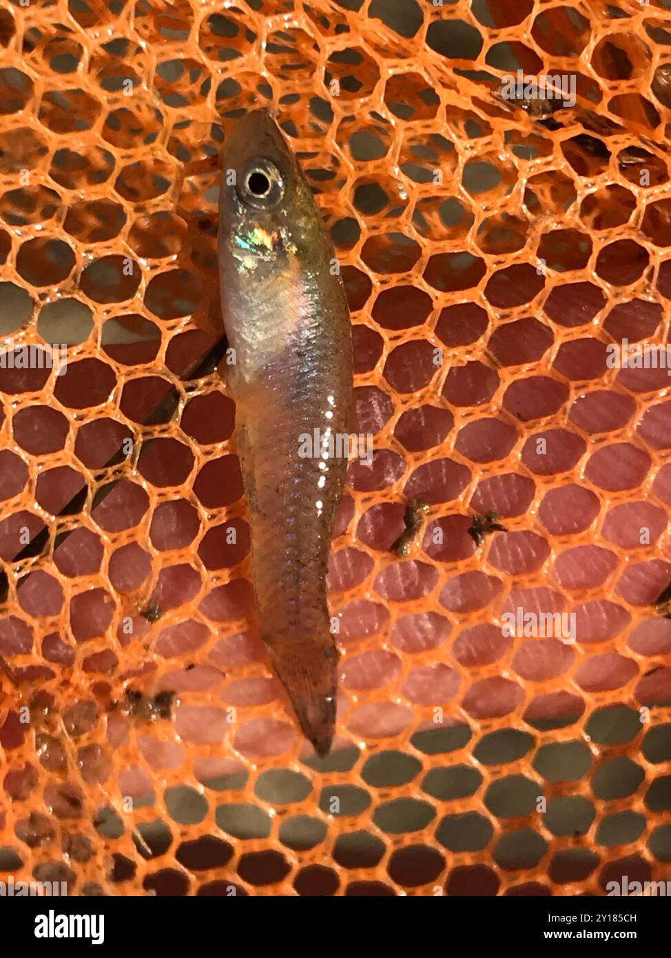 Western Mosquitofish (Gambusia affinis) Actinopterygii Stock Photo - Alamy