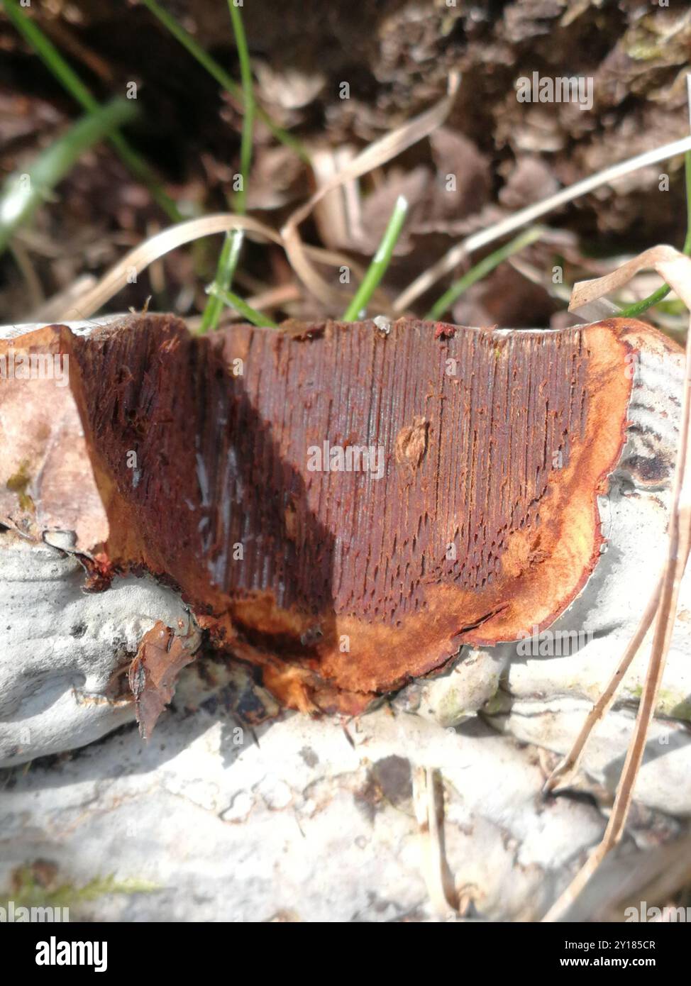 Hoof Fungus (Fomes fomentarius) Fungi Stock Photo - Alamy