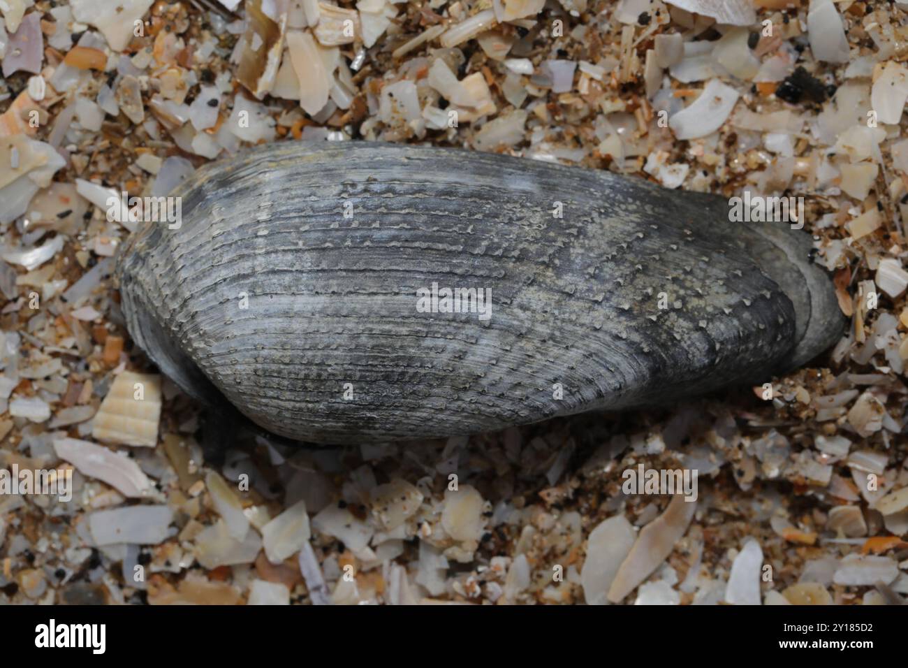 White Piddock (Barnea candida) Mollusca Stock Photo - Alamy