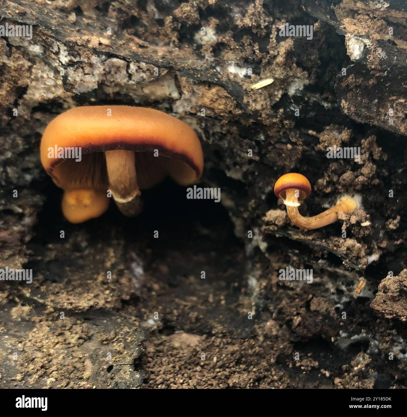 Funeral Bell (Galerina marginata) Fungi Stock Photo - Alamy