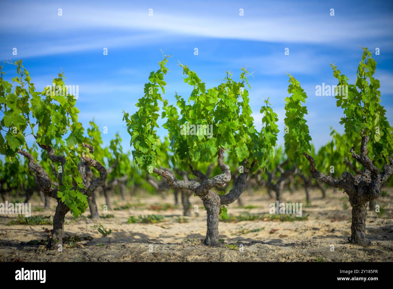 A lush vineyard thriving under the Sevillian sun in Carrion de los ...