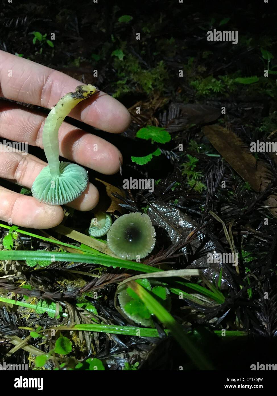 Parrot Mushroom (Gliophorus psittacinus) Fungi Stock Photo - Alamy