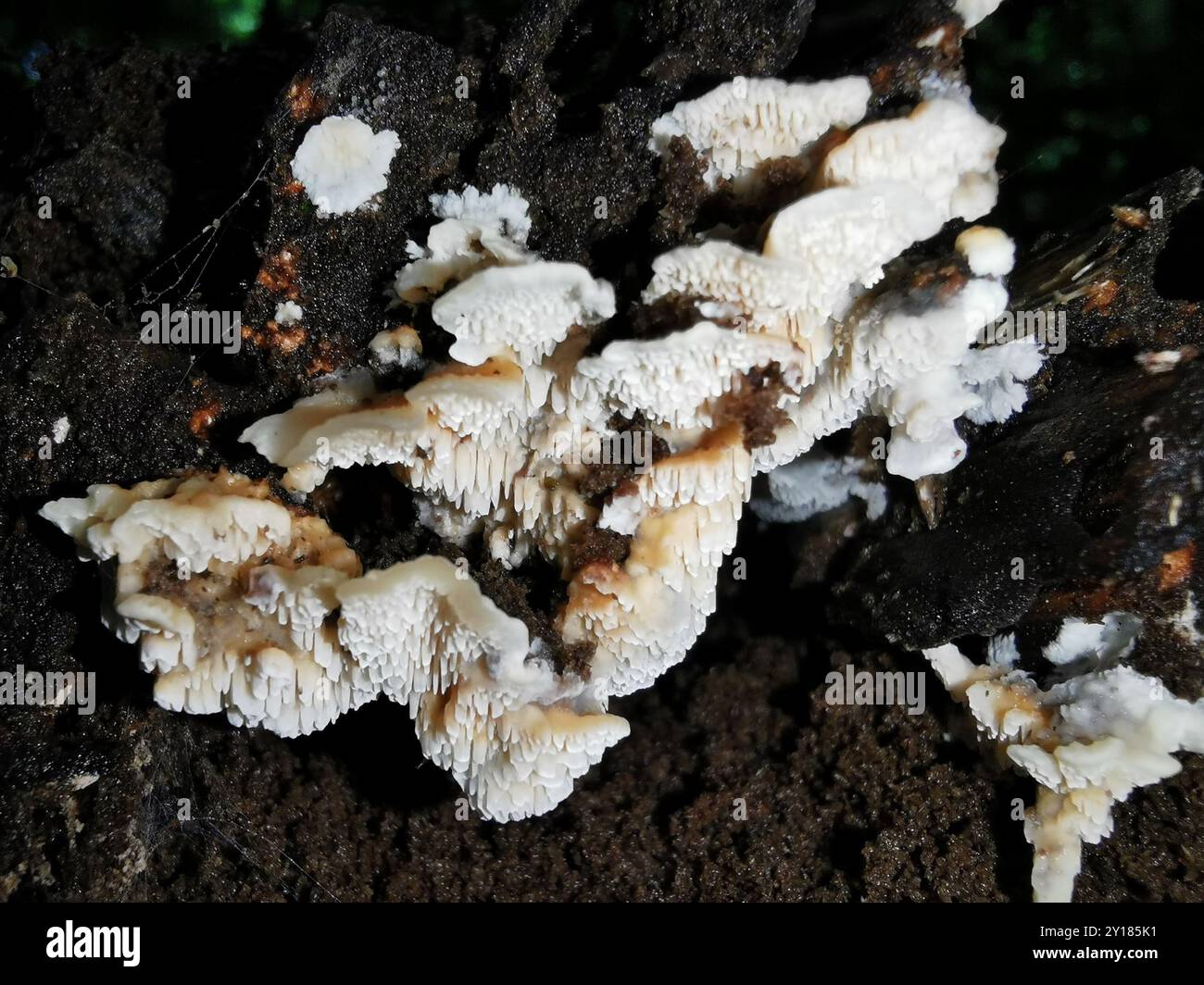 (Cerrena zonata) Fungi Stock Photo - Alamy