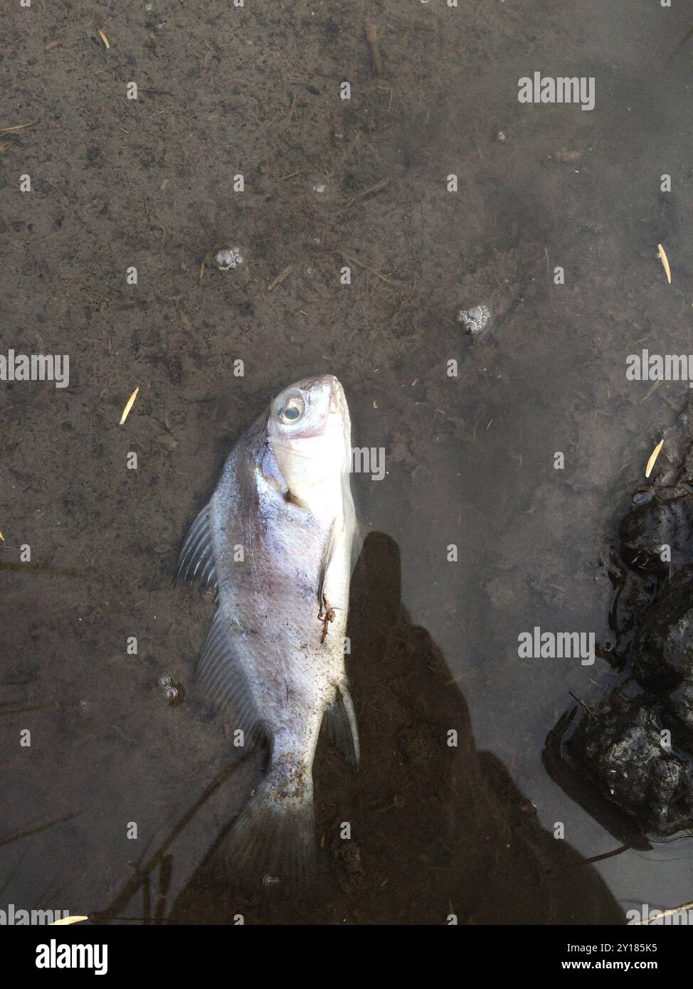 Black Drum (Pogonias cromis) Actinopterygii Stock Photo - Alamy