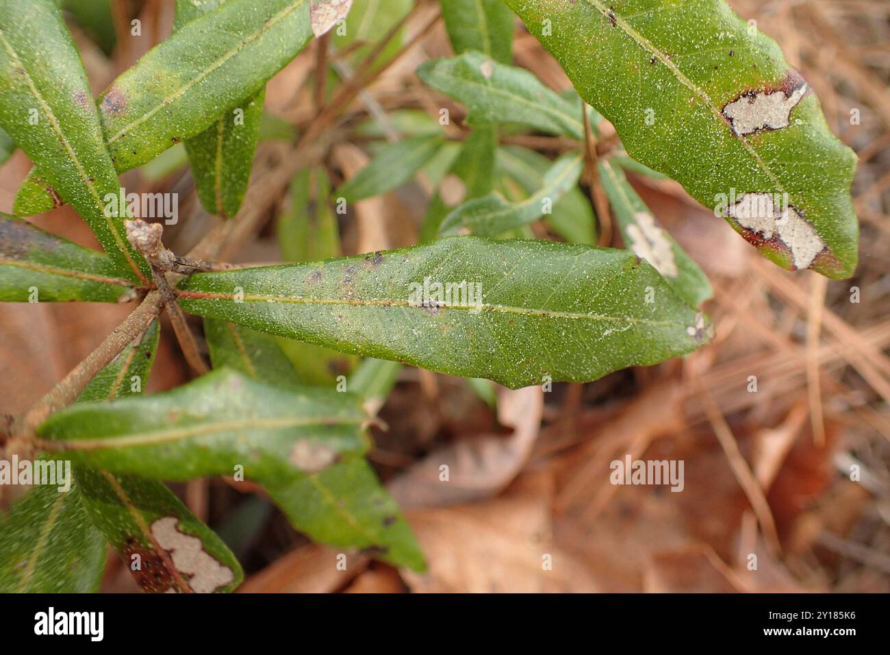 Darlington Oak (Quercus hemisphaerica) Plantae Stock Photo - Alamy