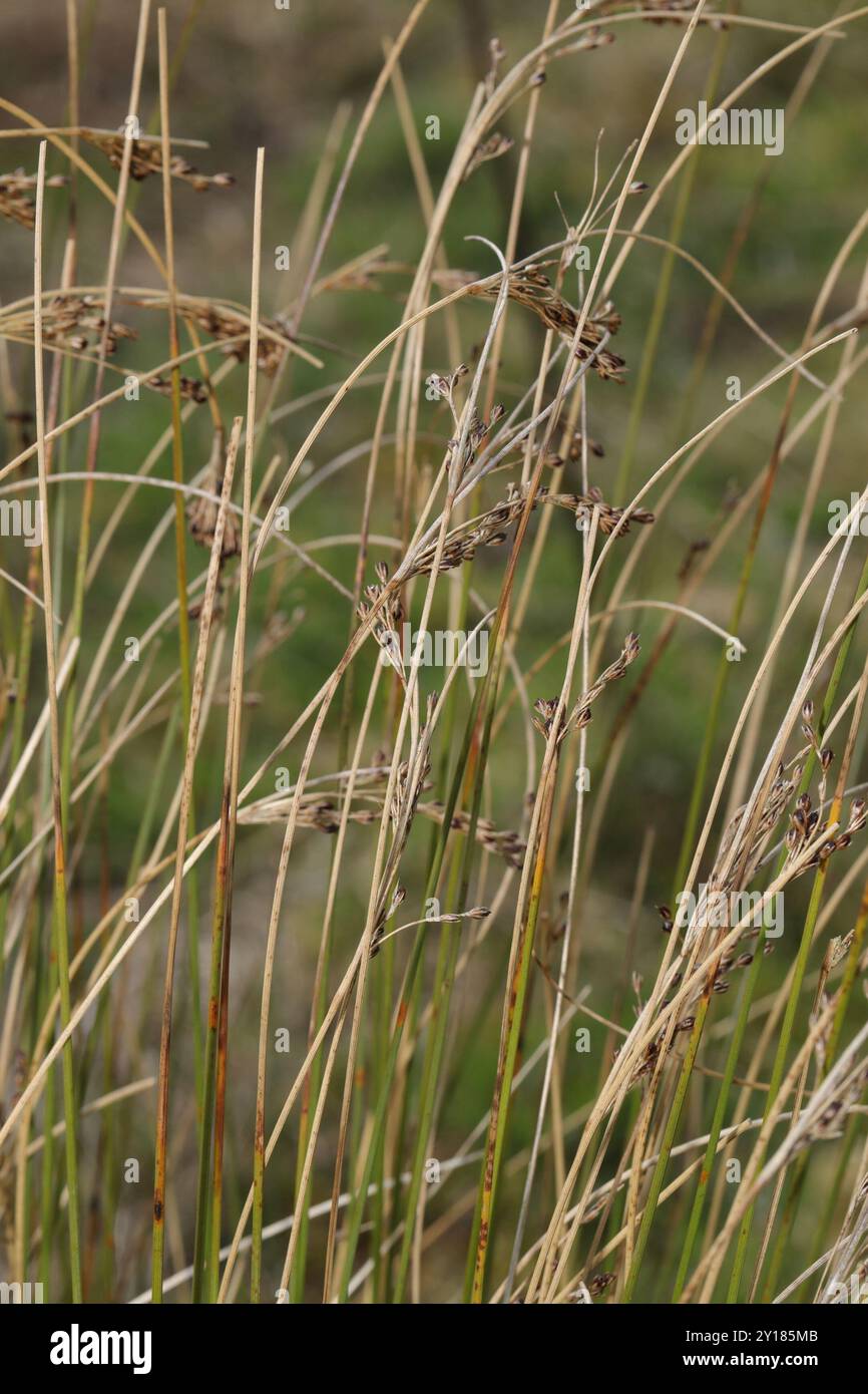 Soft Rush (Juncus effusus) Plantae Stock Photo - Alamy