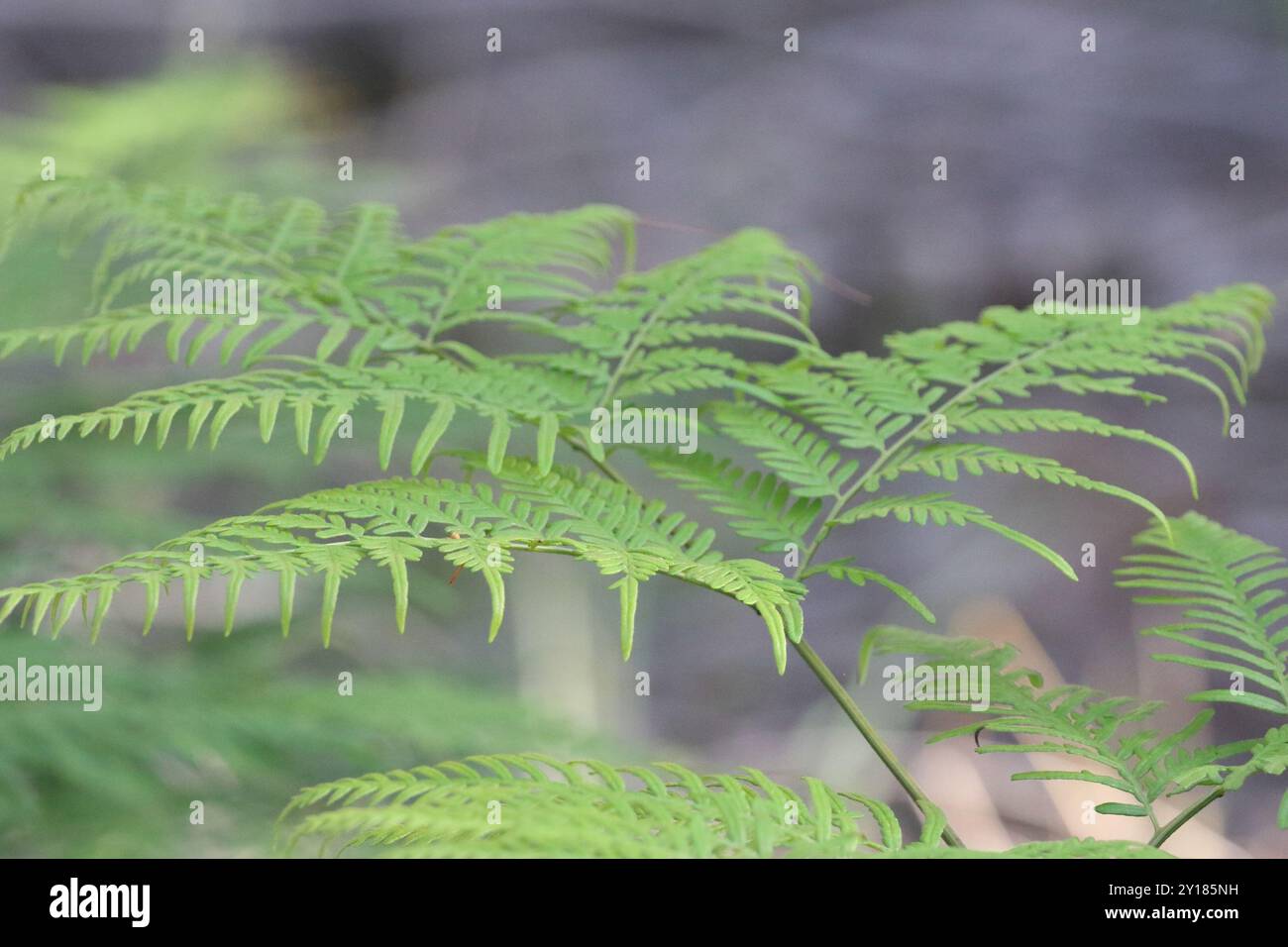Austral Bracken (Pteridium esculentum) Plantae Stock Photo - Alamy