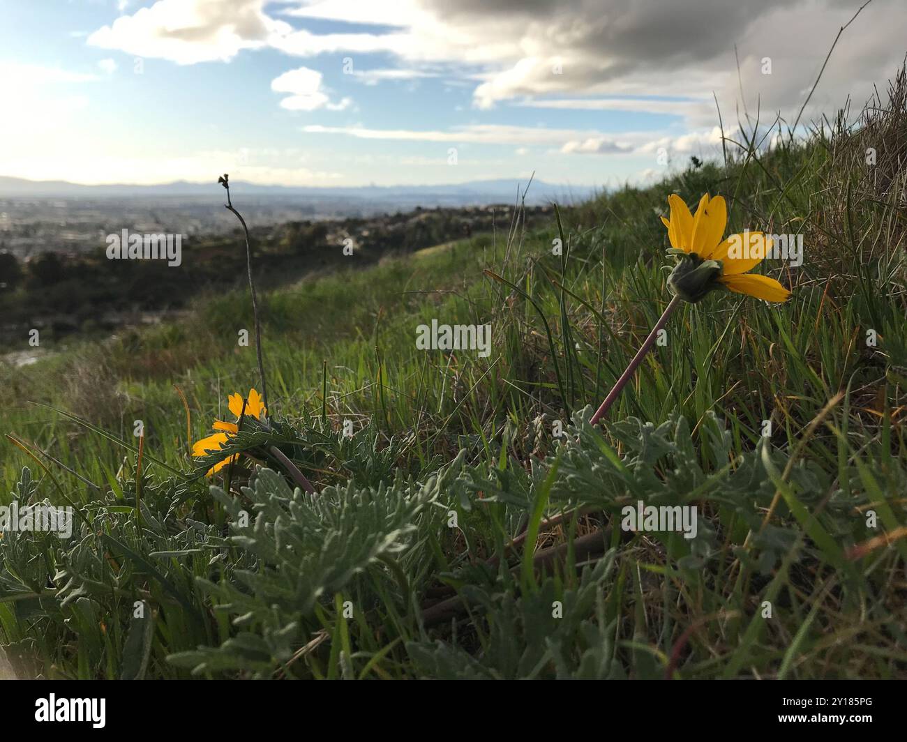 California balsamroot (Balsamorhiza macrolepis) Plantae Stock Photo - Alamy