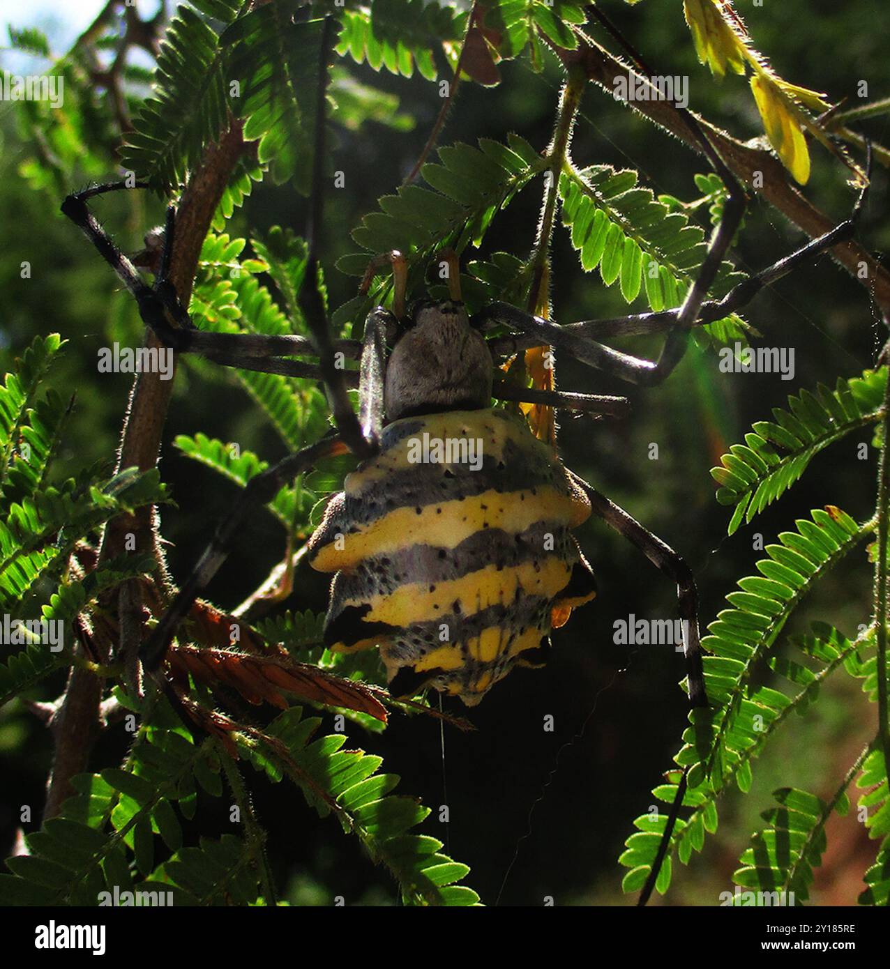 Common Garden Orbweb Spider (Argiope australis) Arachnida Stock Photo ...