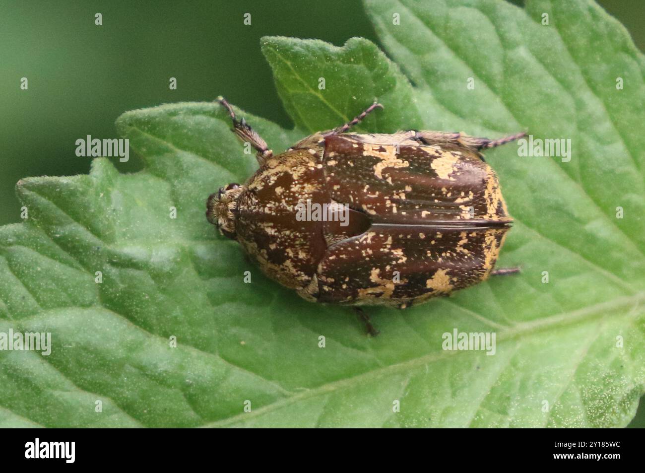 Mango Flower Beetle (Protaetia fusca) Insecta Stock Photo - Alamy