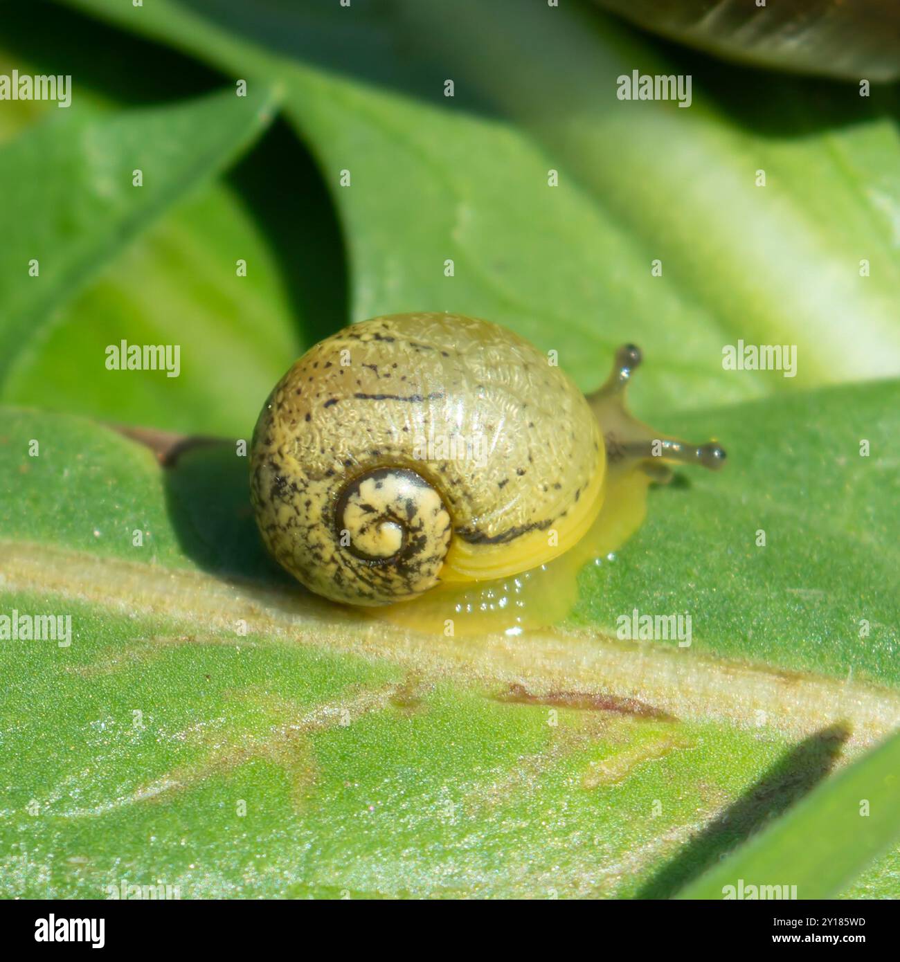 Green Garden Snail (Cantareus apertus) Mollusca Stock Photo - Alamy
