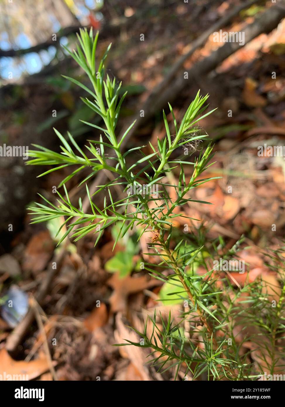 Southern Redcedar (Juniperus virginiana silicicola) Plantae Stock Photo ...