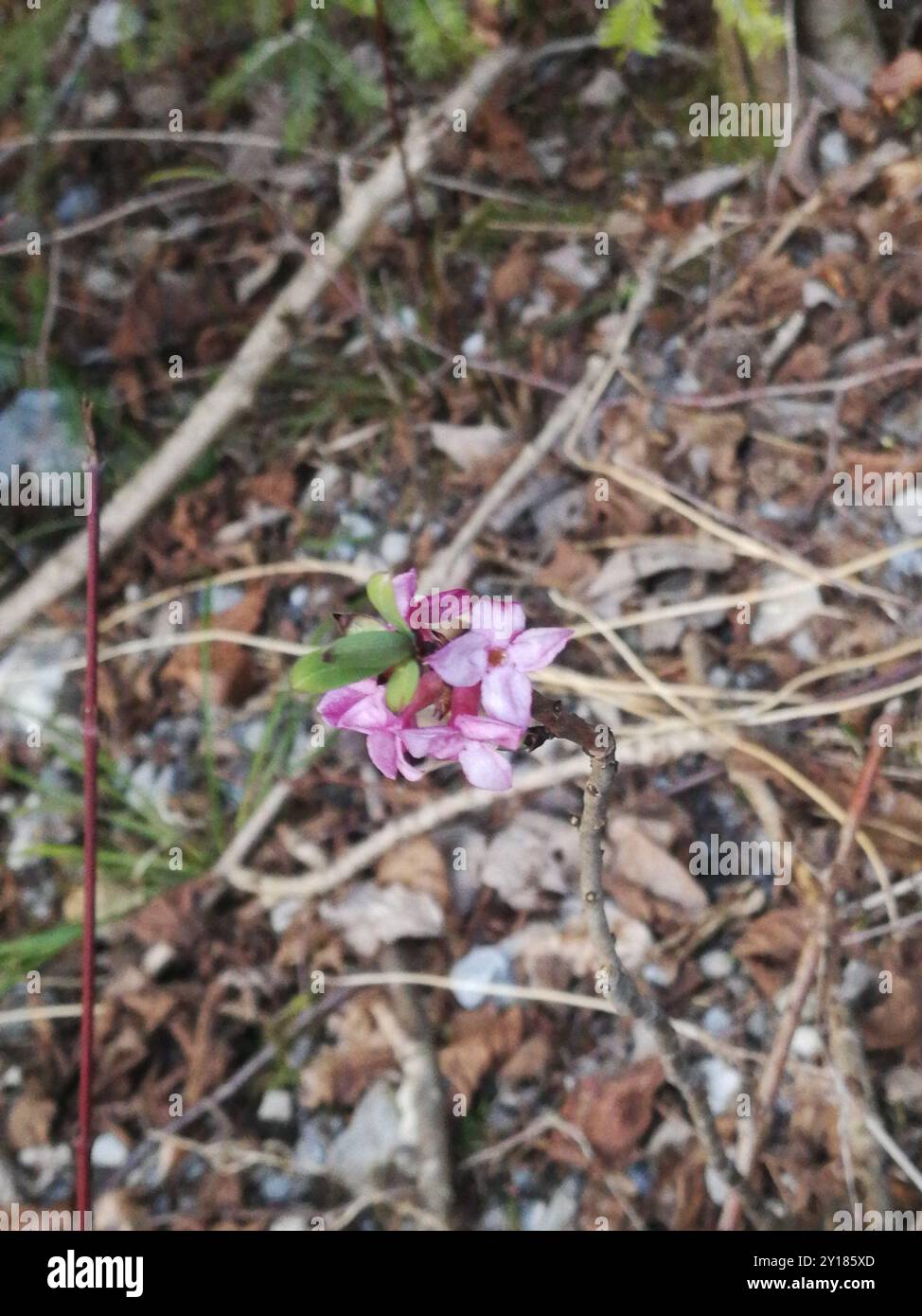 Mezereon (Daphne mezereum) Plantae Stock Photo - Alamy