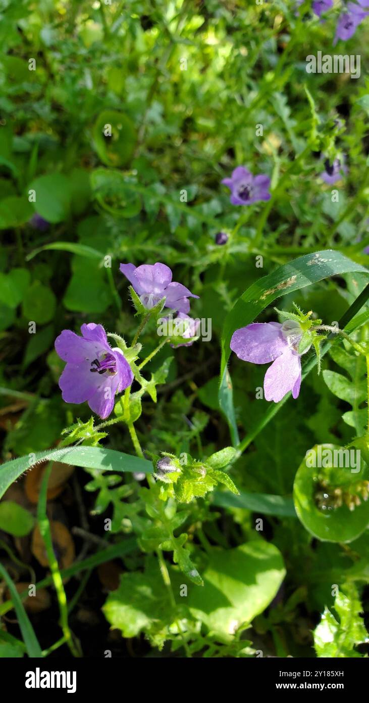 Fiesta Flower (Pholistoma auritum) Plantae Stock Photo - Alamy