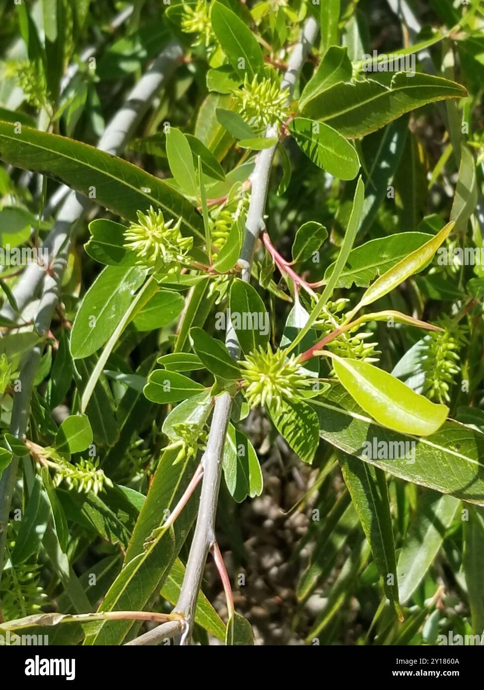 red willow (Salix laevigata) Plantae Stock Photo - Alamy