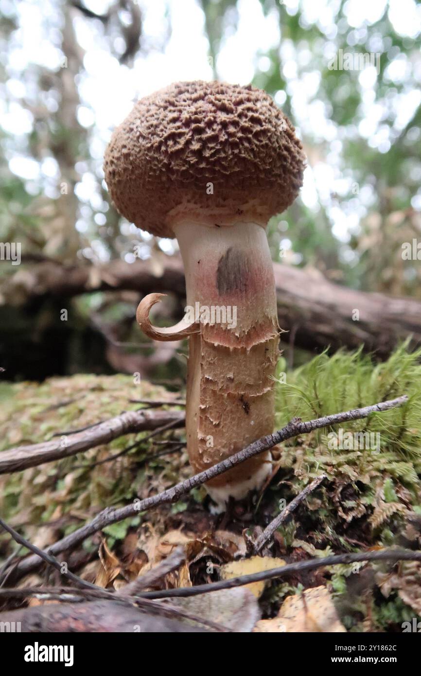 Boletellus emodensis hi-res stock photography and images - Alamy