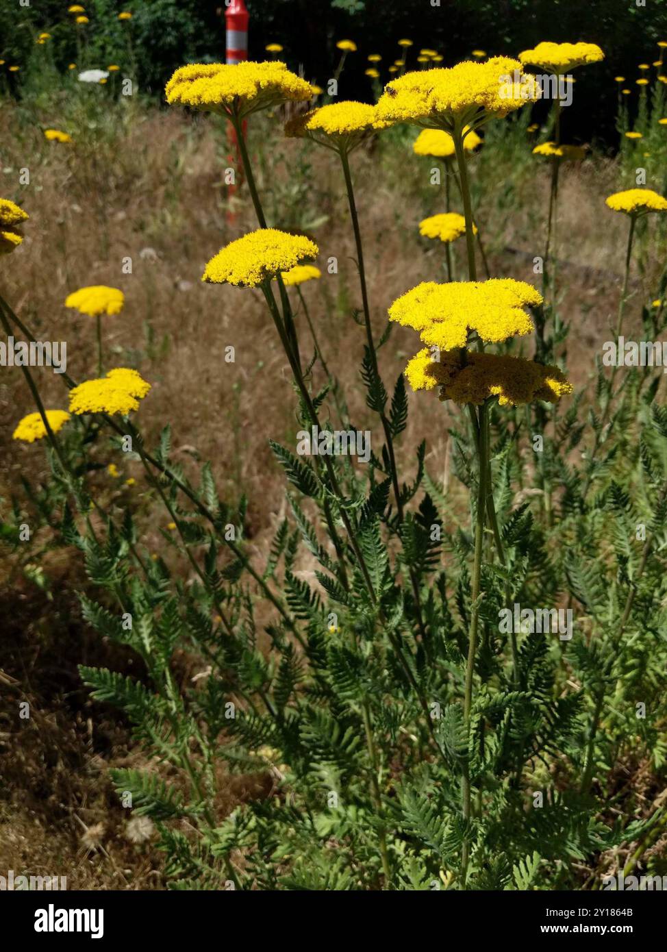 Fern-leaf Yarrow (Achillea filipendulina) Plantae Stock Photo - Alamy
