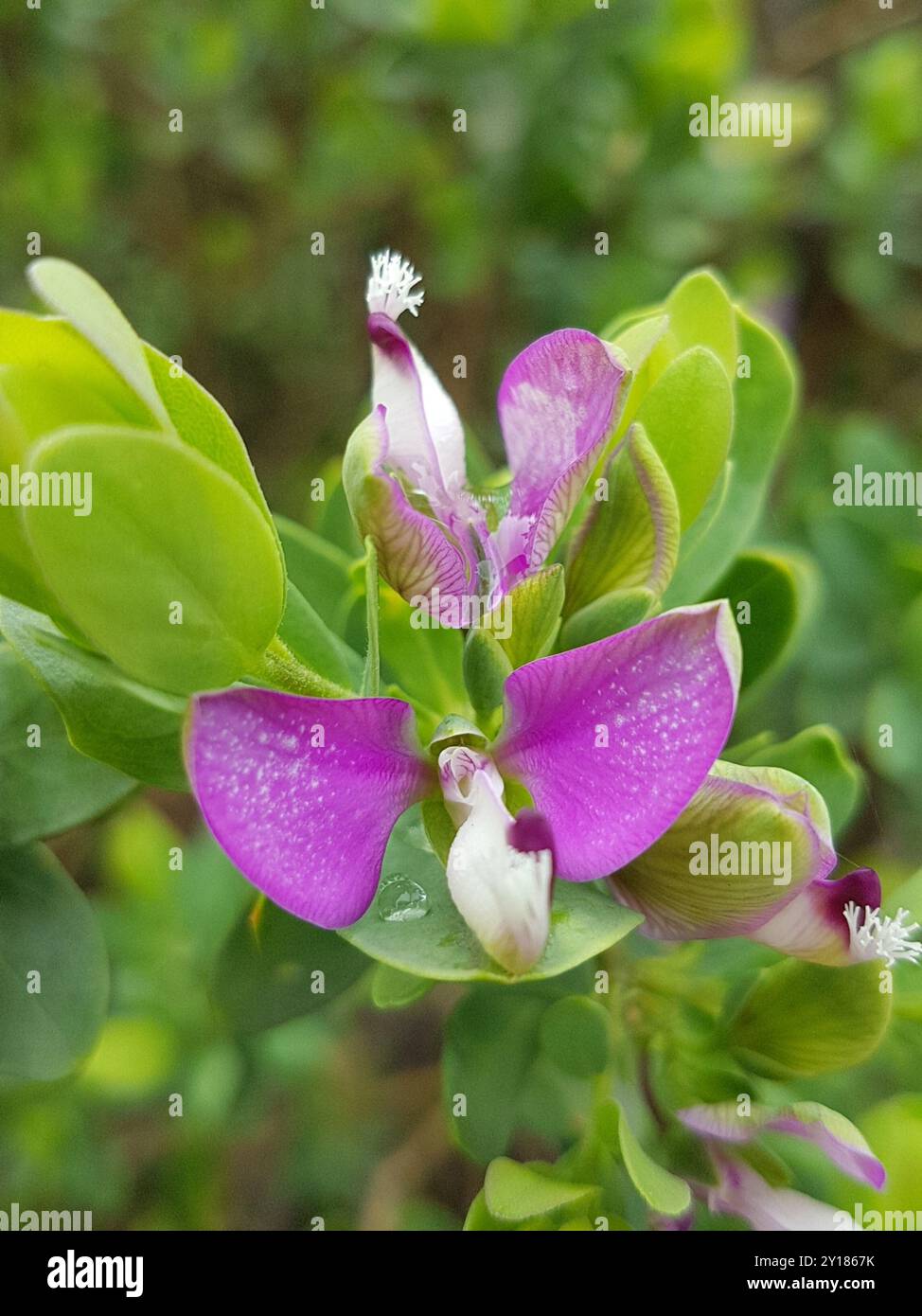 Sweet Pea Shrub (Polygala myrtifolia) Plantae Stock Photo - Alamy