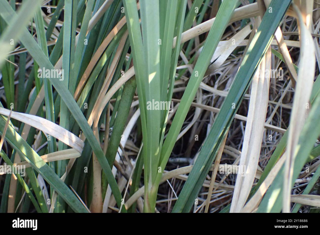 Swamp Sawgrass (Cladium mariscus) Plantae Stock Photo - Alamy