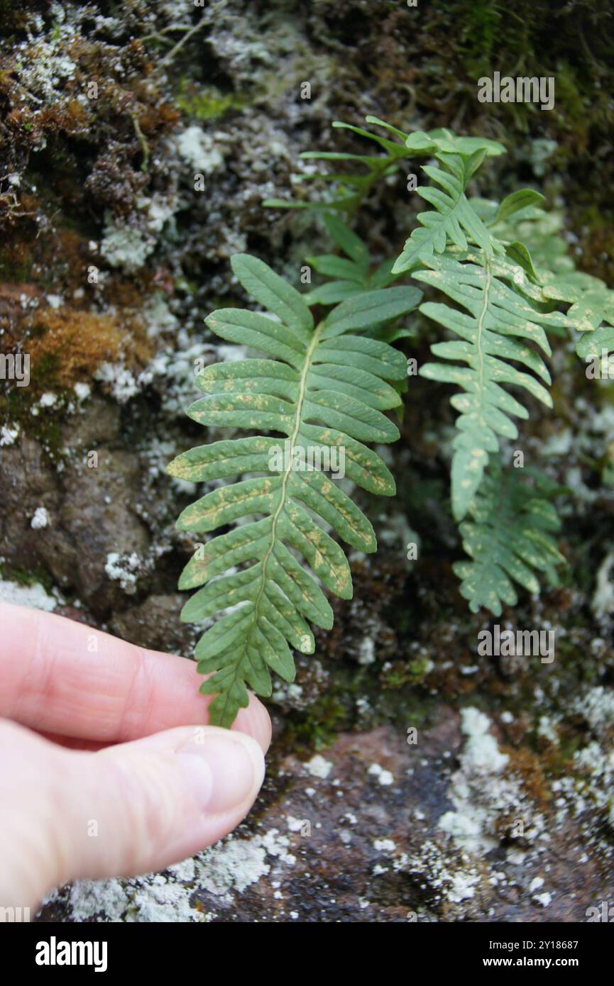 common polypody (Polypodium vulgare) Plantae Stock Photo - Alamy