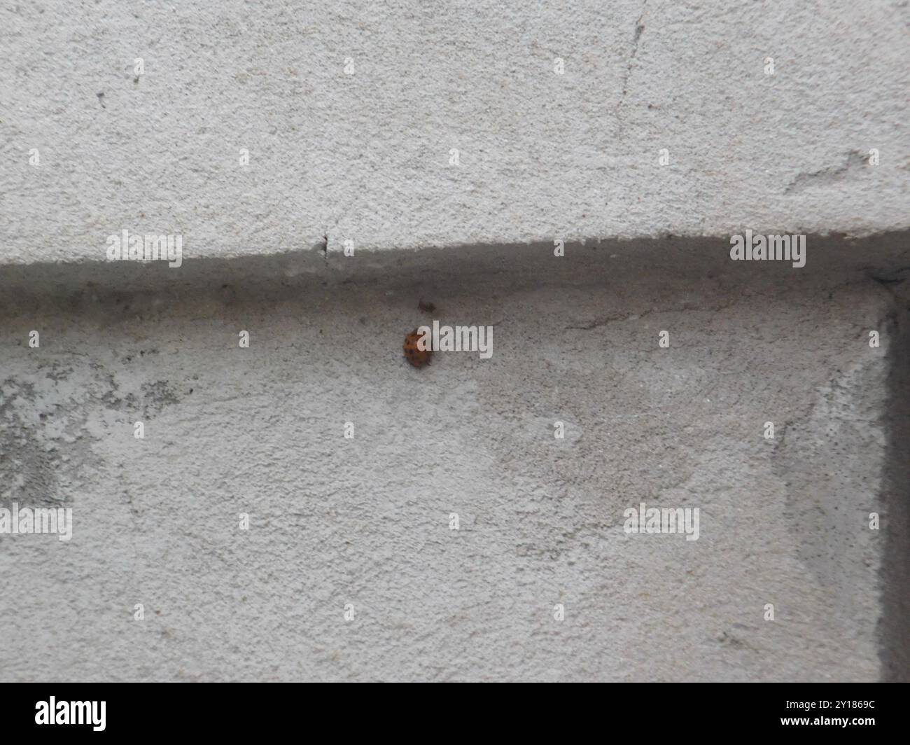 Hadda Beetle (Henosepilachna vigintioctopunctata) Insecta Stock Photo ...