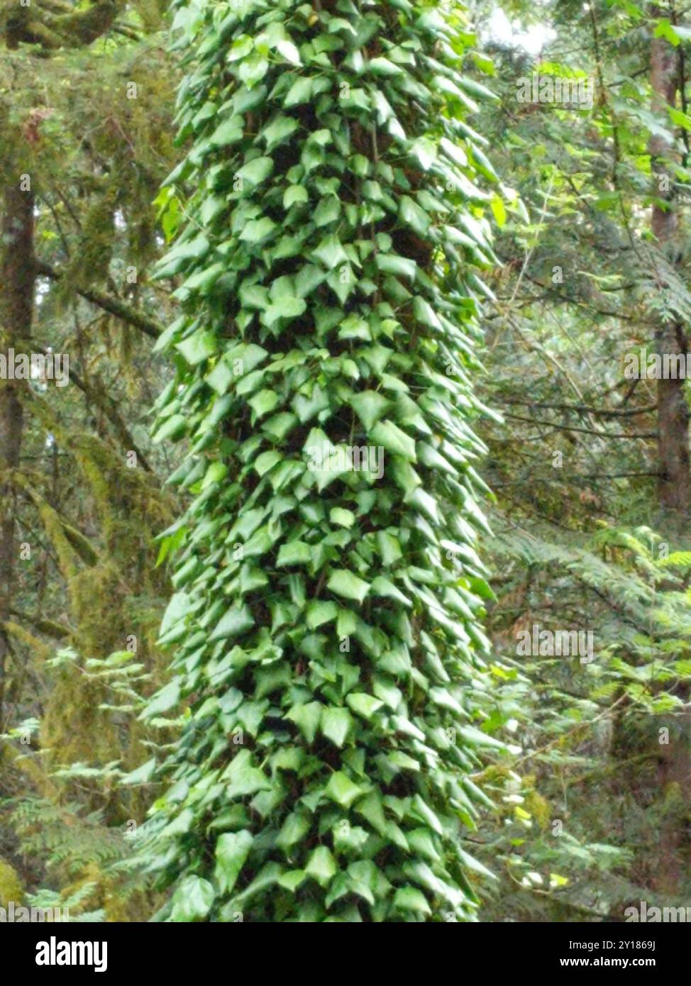 Persian Ivy (Hedera colchica) Plantae Stock Photo - Alamy
