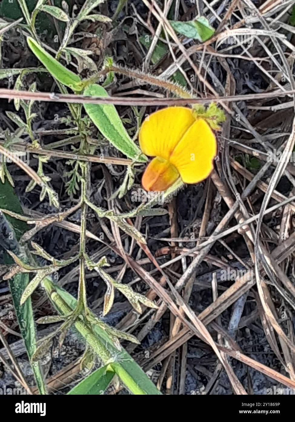 Rabbitbells (Crotalaria rotundifolia) Plantae Stock Photo - Alamy
