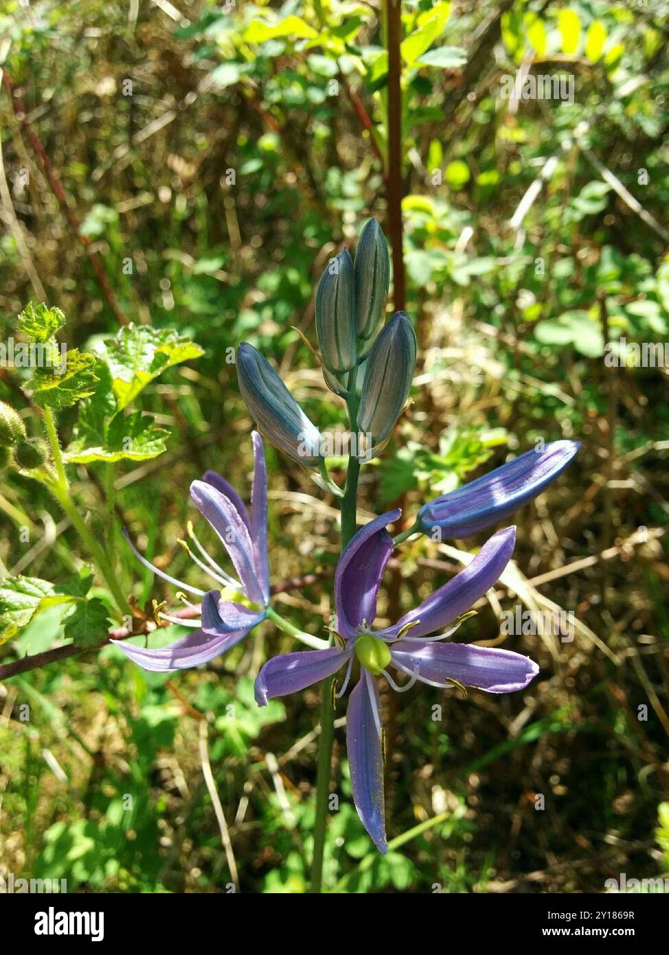 small camas (Camassia quamash) Plantae Stock Photo - Alamy