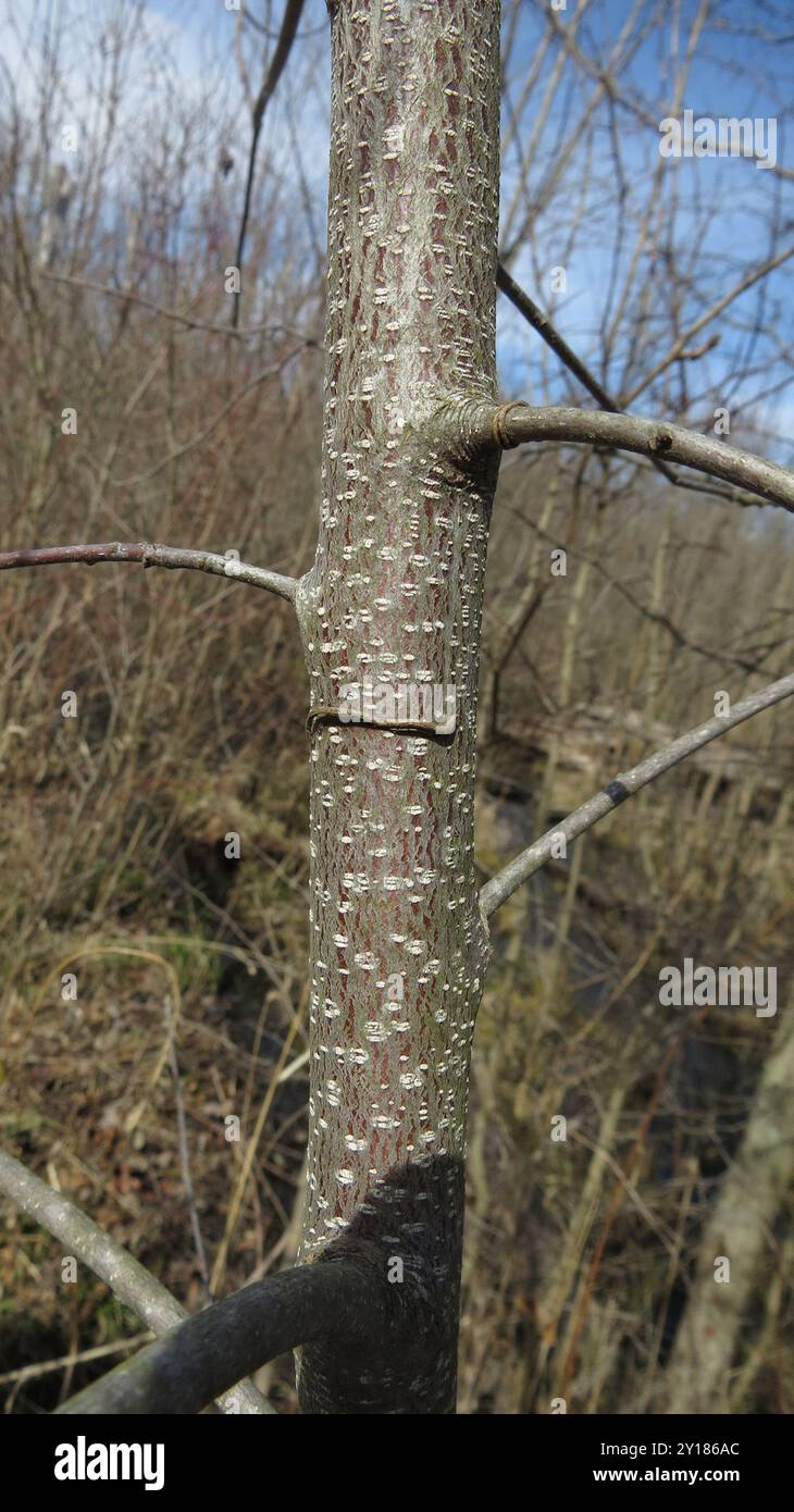 alder buckthorn (Frangula alnus) Plantae Stock Photo - Alamy