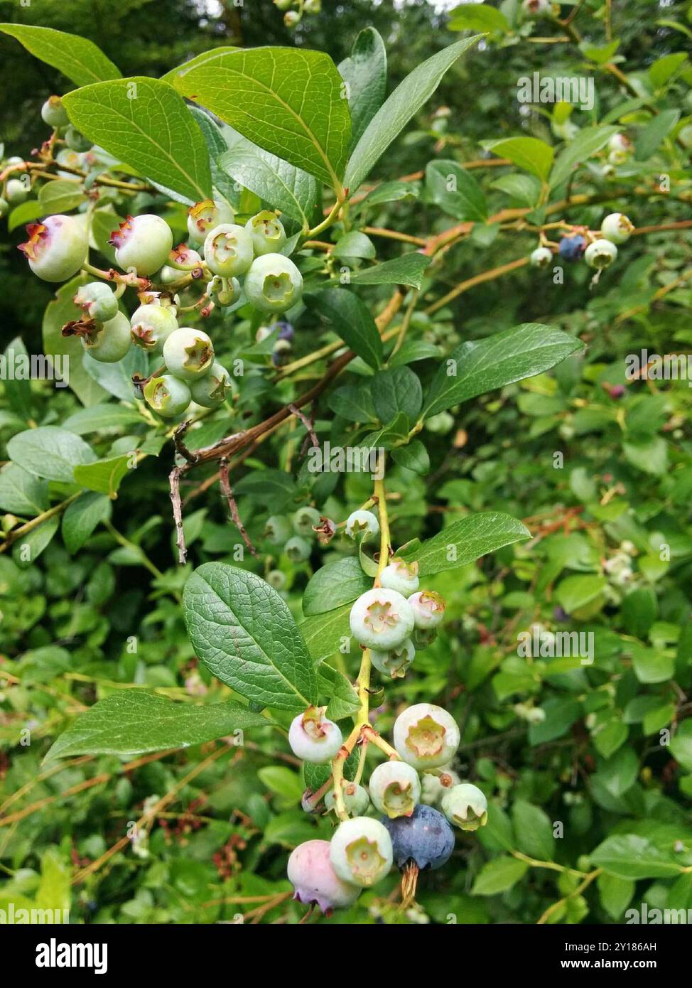 Northern highbush blueberry (Vaccinium corymbosum) Plantae Stock Photo ...