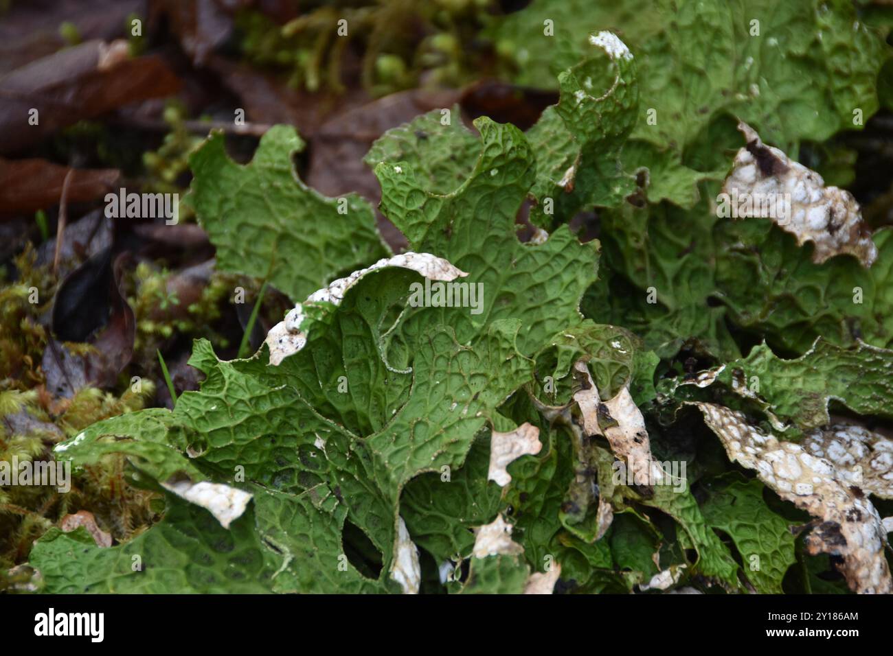 Tree Lungwort (Lobaria pulmonaria) Fungi Stock Photo - Alamy